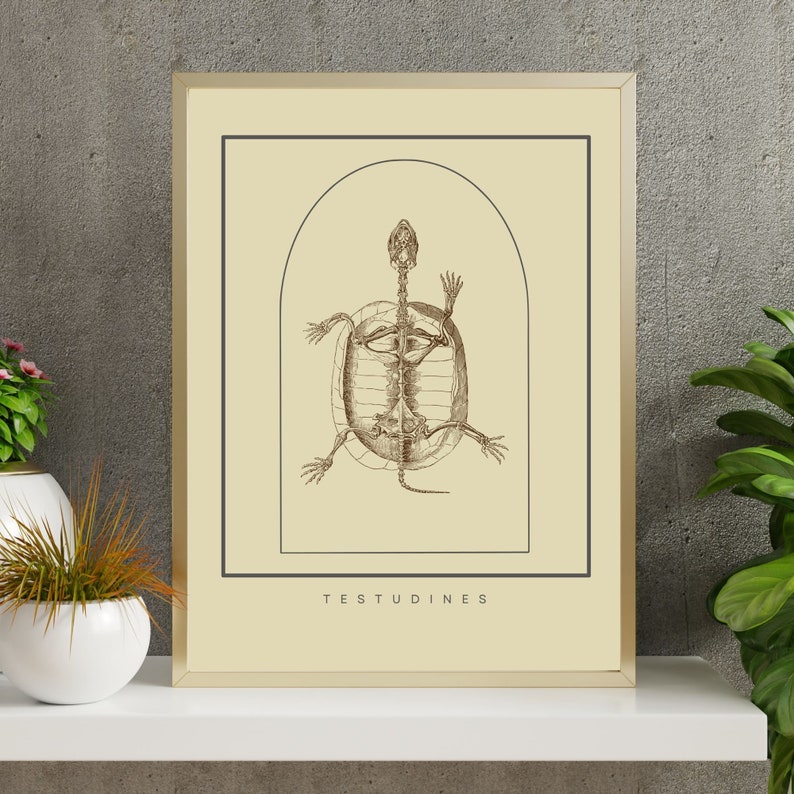 Anatomical Turtle Printable Wall Art, Animal Skeleton Wall Art, Digital ...