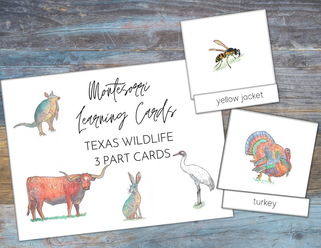 Texas Wildlife 3-part Cards, Montessori Cards, Learning Cards, Texas ...