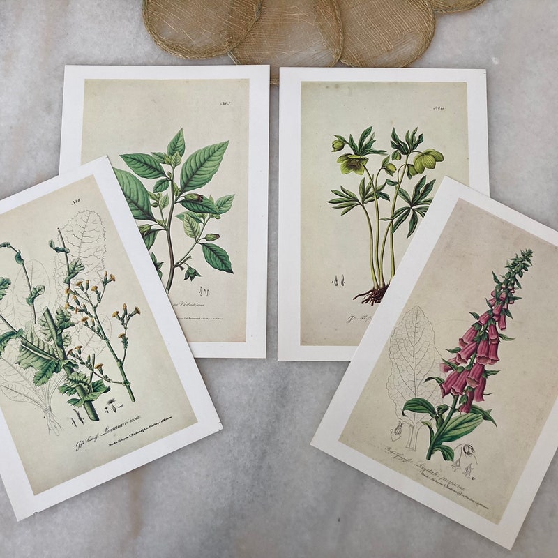 Botanical Prints - Etsy