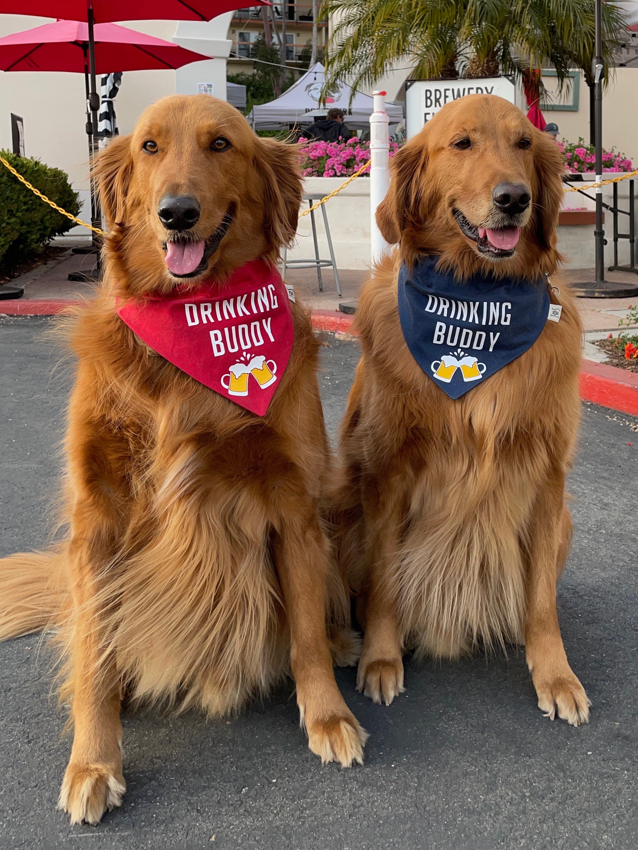 Drinking Buddy Dog Bandana Drinking Dog Bandana Beer Dog - Etsy.de