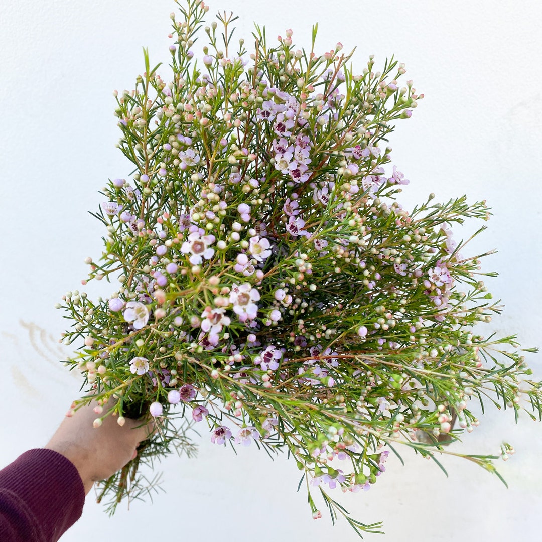 Wax Flower Fresh Cut USA Grown - Pink/purple/white - 10 Stems About 18 ...