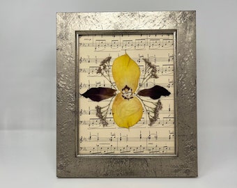 Pressed Insect Art - Etsy