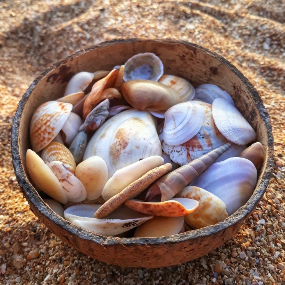 Escape to the Beach With Our Exquisite Seashell Collection - Etsy