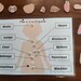 Human Anatomy Human Internal Organs Human Organs Busy Book - Etsy