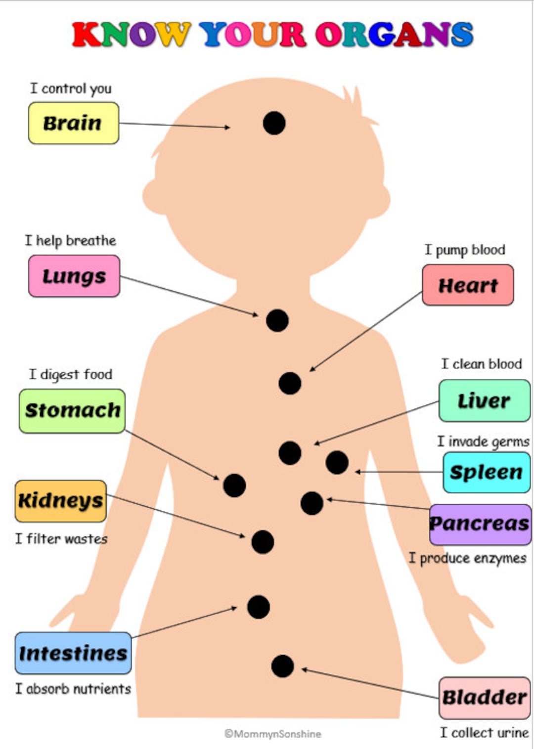 Human Body Organs Matching Activity, Human Anatomy Activity, Busy Books ...
