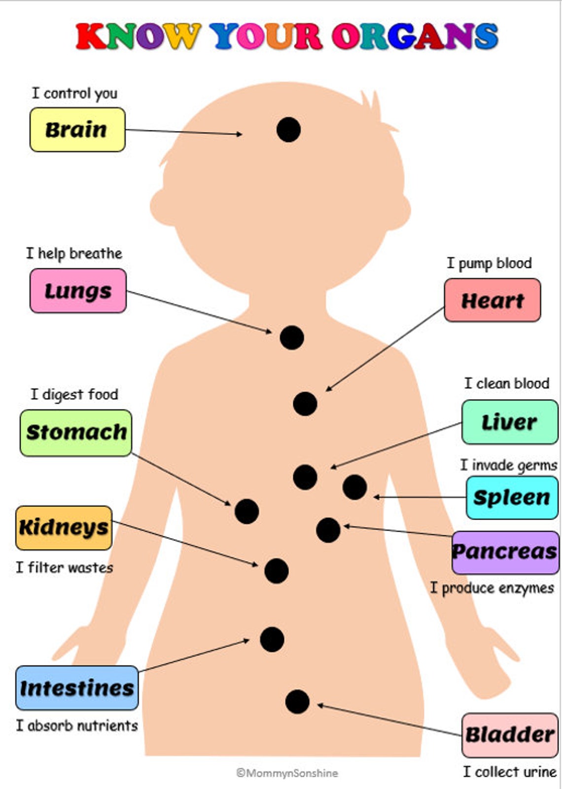 Human Body Organs Matching Activity, Human Anatomy Activity, Busy Books ...