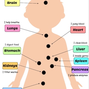 Human Body Organs Matching Activity, Human Anatomy Activity, Busy Books ...