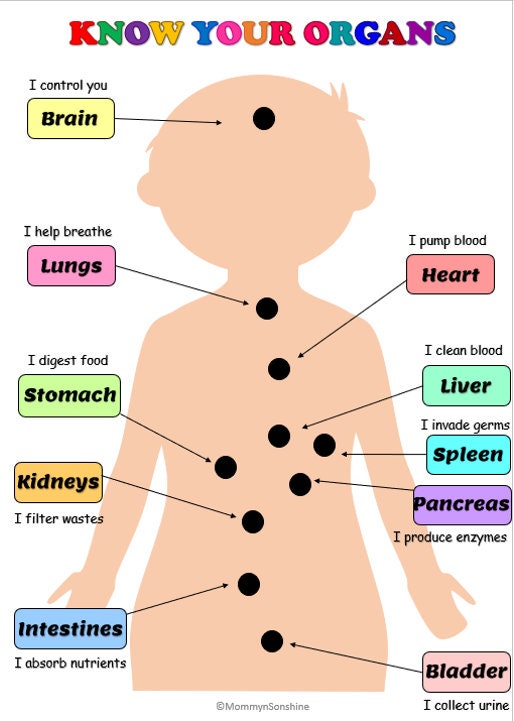 Human Body Organs Matching Activity, Human Anatomy Activity, Busy Books ...