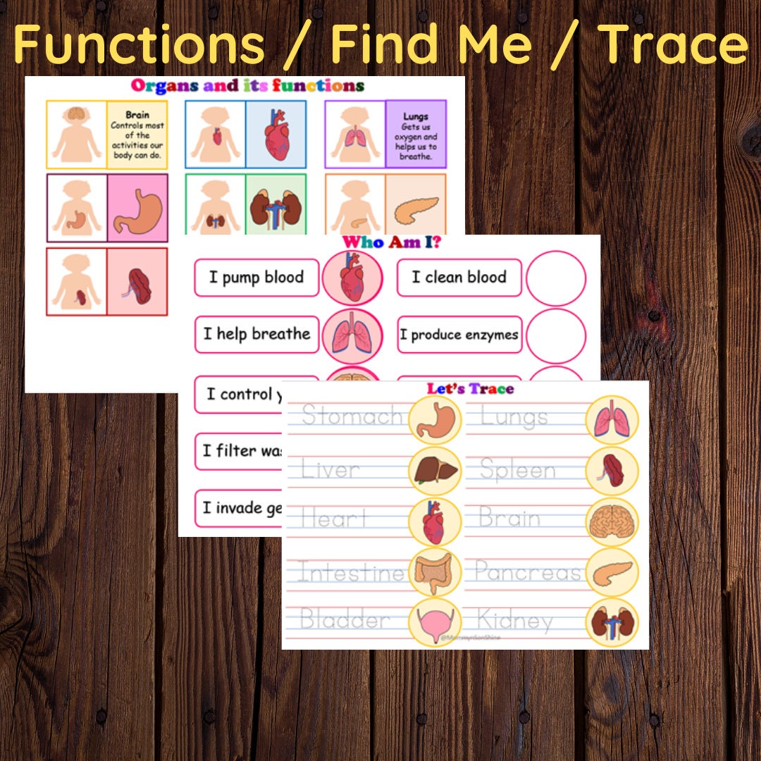 Human Anatomy, Human Internal Organs, Human Organs Busy Book for Early ...