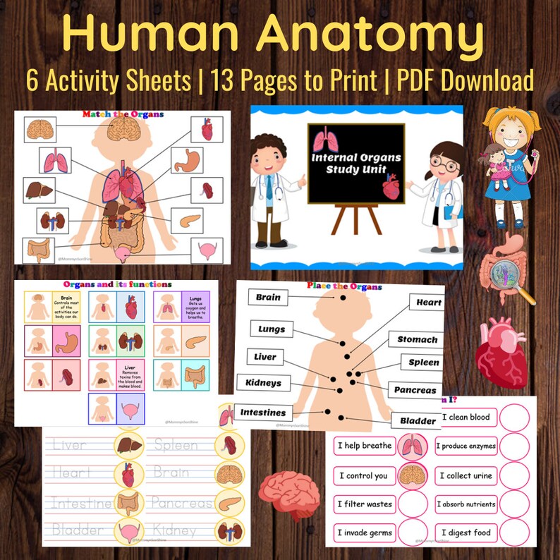 Human Anatomy, Human Internal Organs, Human Organs Busy Book for Early ...