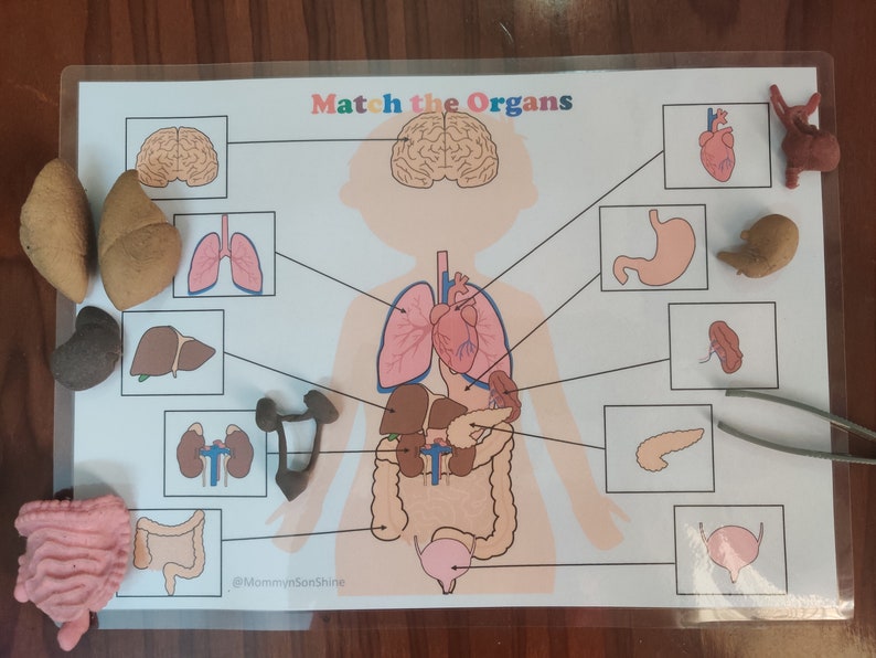 Human Anatomy, Human Internal Organs, Human Organs Busy Book for Early ...