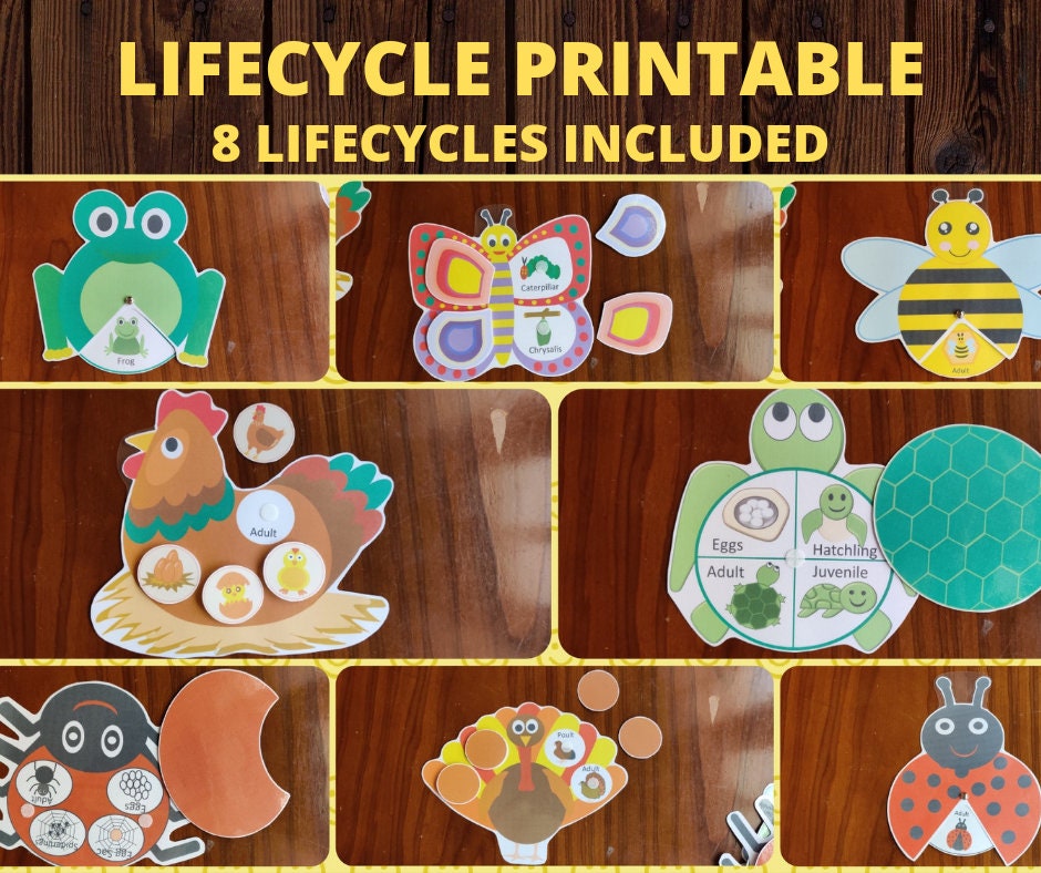 Lifecycle Activities Bugs & Insects Busy Book Interactive | Etsy