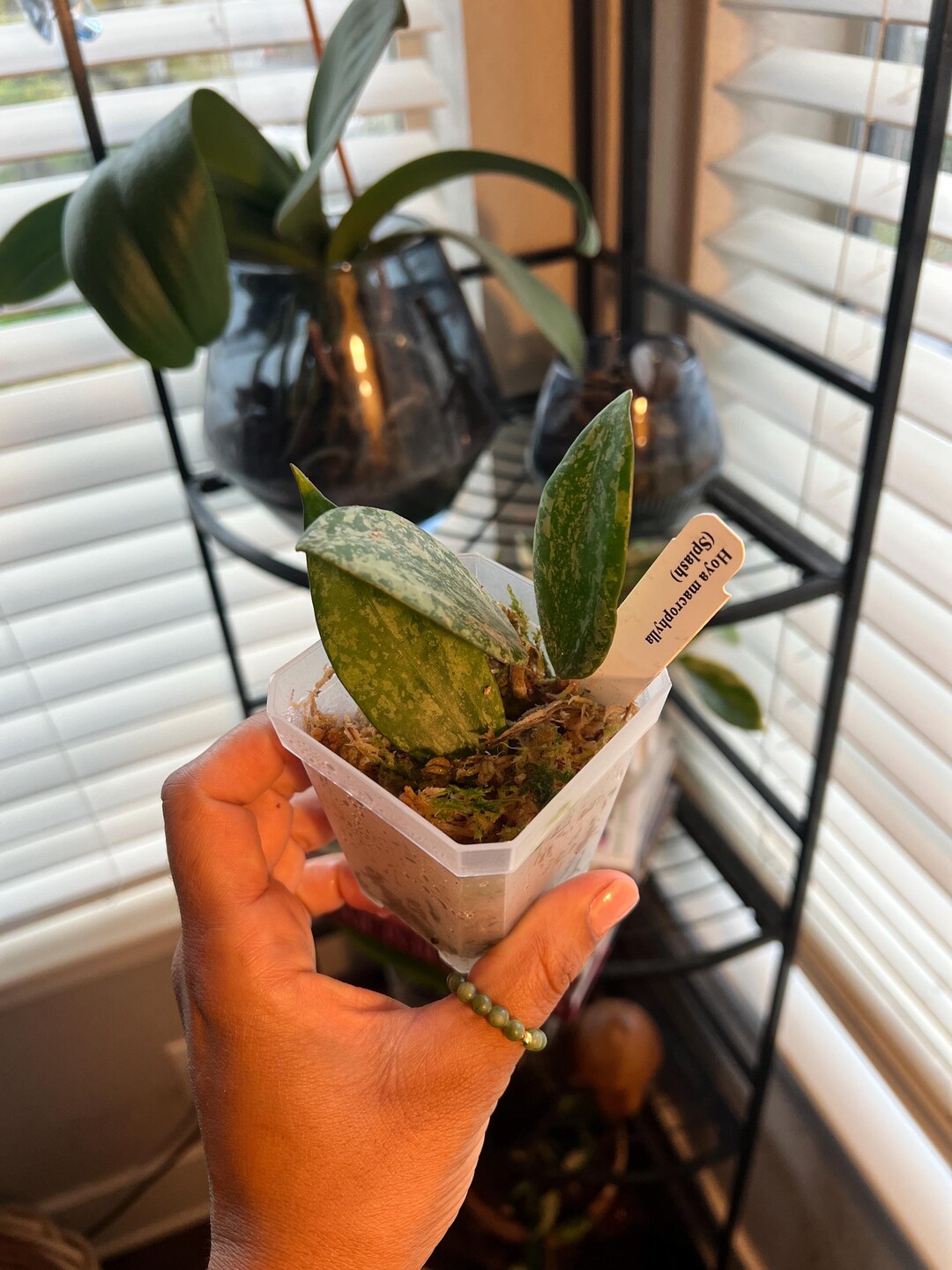 Hoya Macrophylla Splash Starter - Etsy