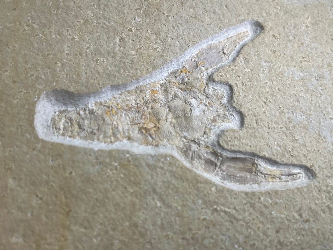 Lobster Fossil - Eryma Modestiformis From the Famous Solnhofen Deposit ...