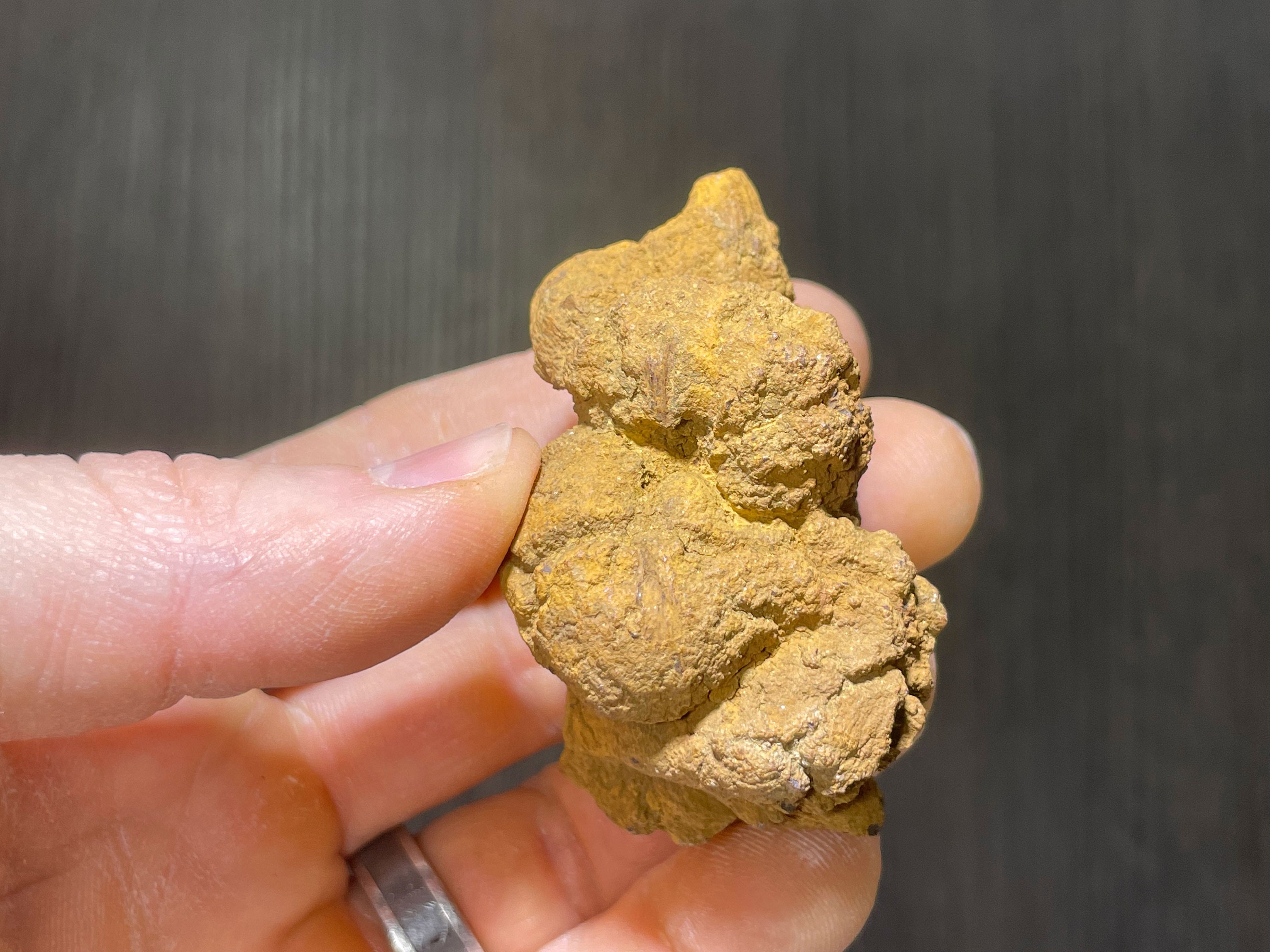 Coprolite Natural Fossilized Animal Dung - Etsy