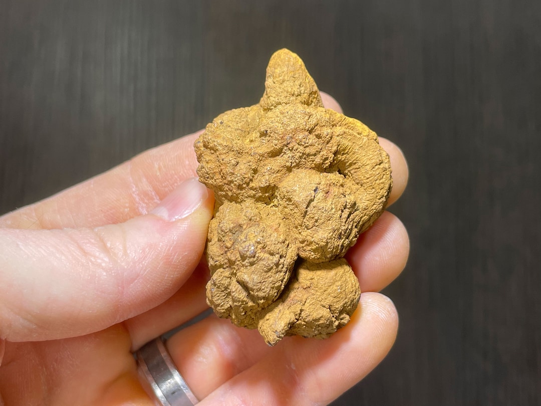 Coprolite - Natural Fossilized Animal Dung - Etsy