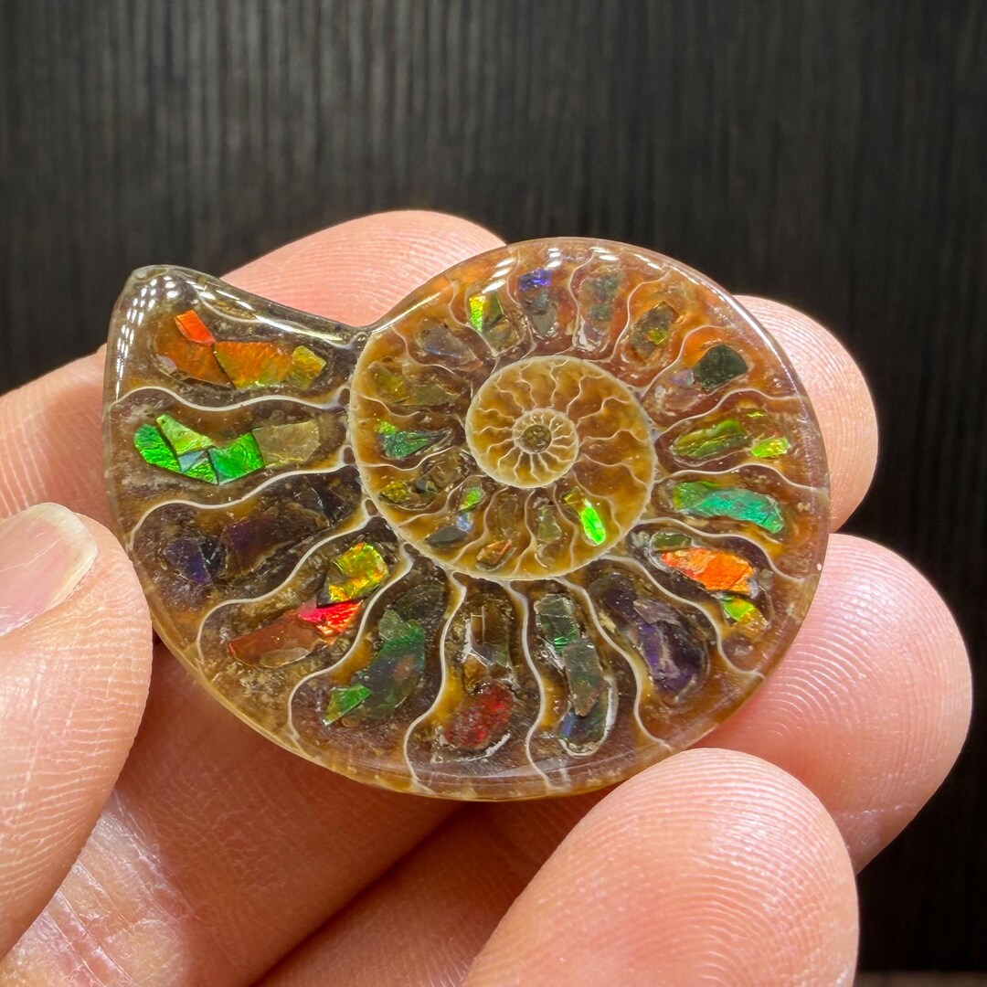 Polished Fossil Ammonite Half With Flashy Ammolite Inlay - Etsy