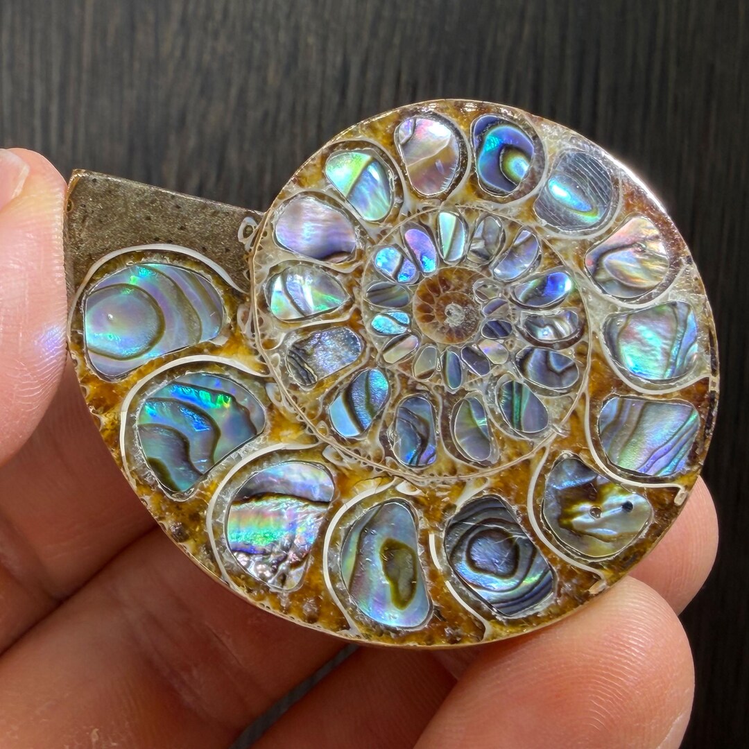 Polished Fossil Ammonite Half With Flashy Iridescent Abalone Inlay - Etsy