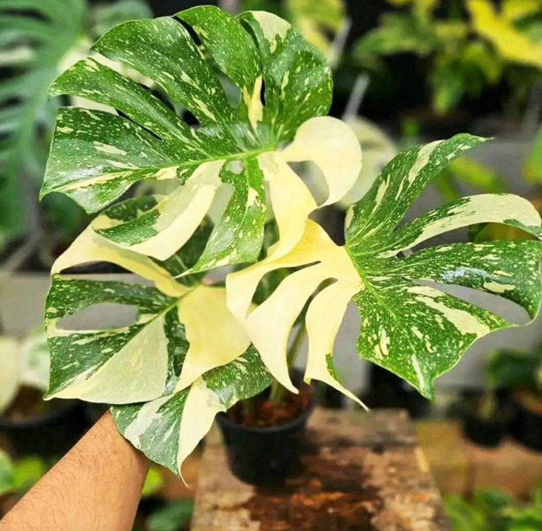 Monstera Albo Variegata White Tiger Rooted Cuttings, Exotic Plant - Etsy