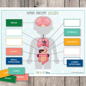 Printable My Body Busy Book, Human Anatomy, Science Activity, About My ...