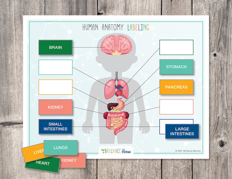 Printable My Body Busy Book Human Anatomy Science Activity - Etsy