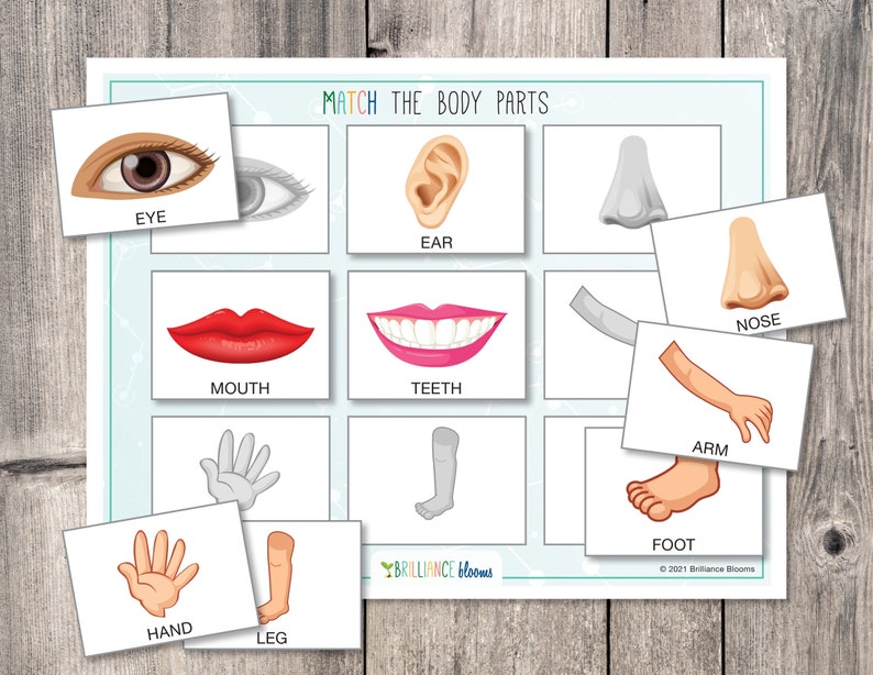 Printable My Body Busy Book, Human Anatomy, Science Activity, About My ...