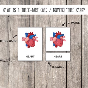 Printable My Body Busy Book, Human Anatomy, Science Activity, About My ...