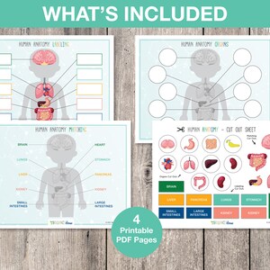 Printable Human Anatomy, Anatomy Busy Book, Science Activity, About My ...
