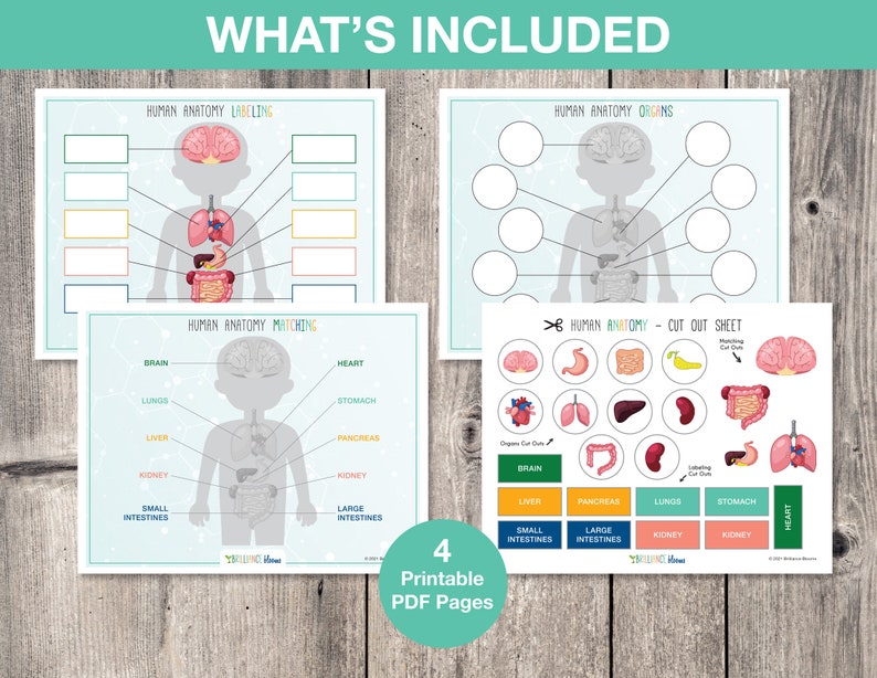 Printable Human Anatomy, Anatomy Busy Book, Science Activity, About My ...