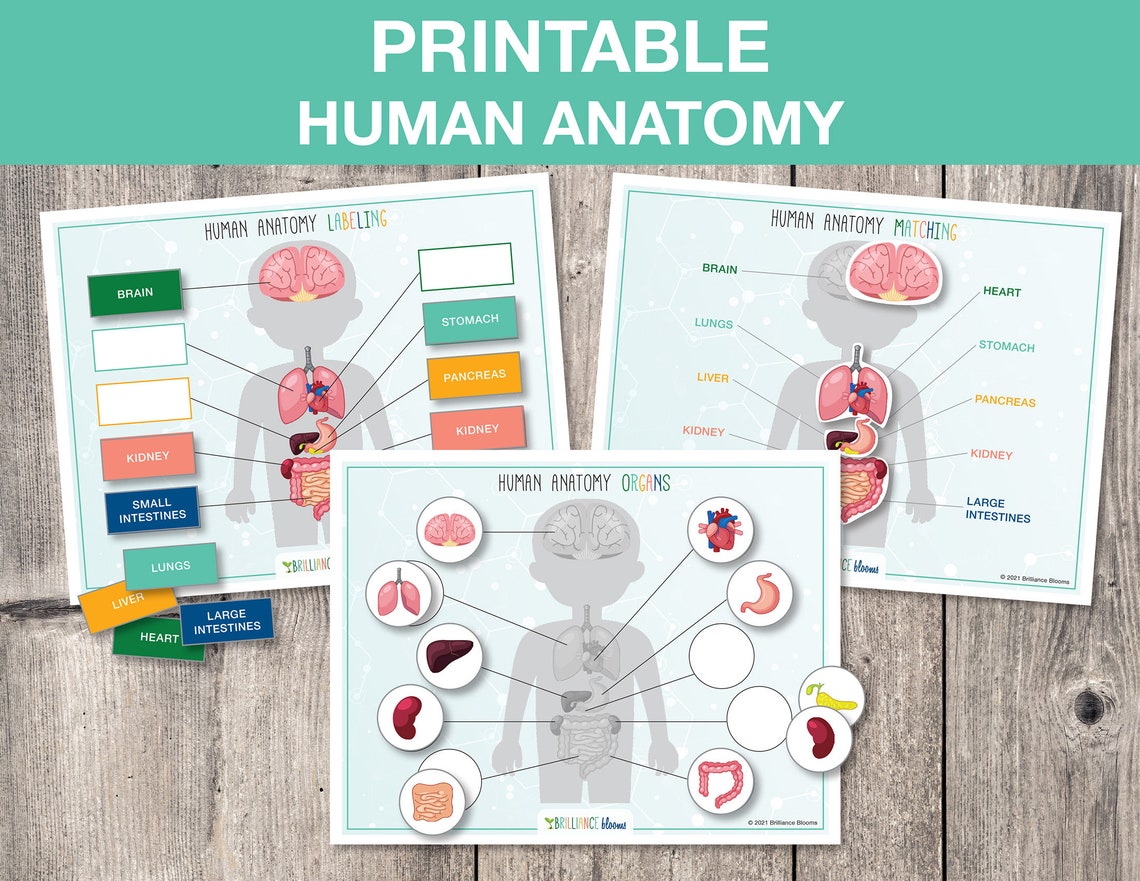 Printable Human Anatomy, Anatomy Busy Book, Science Activity, About My ...