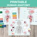 Printable Human Anatomy, Anatomy Busy Book, Science Activity, About My ...