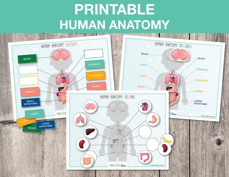 Printable Human Anatomy, Anatomy Busy Book, Science Activity, About My ...