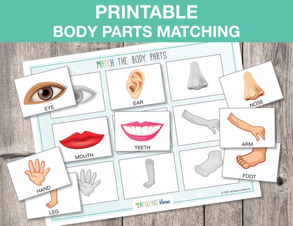 Printable Body Parts Matching Toddler Busy Book Page About - Etsy