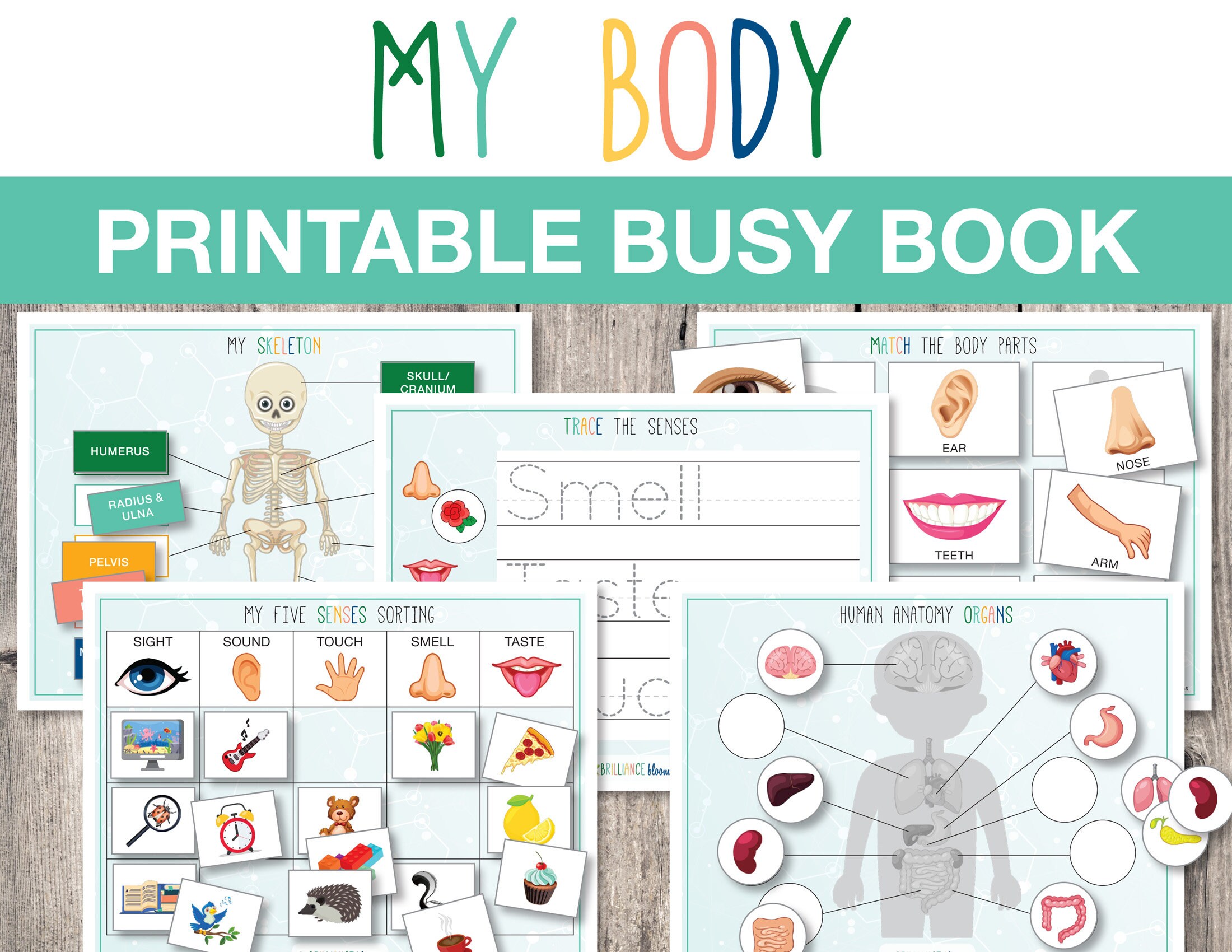 Printable My Body Busy Book Human Anatomy Science Activity - Etsy