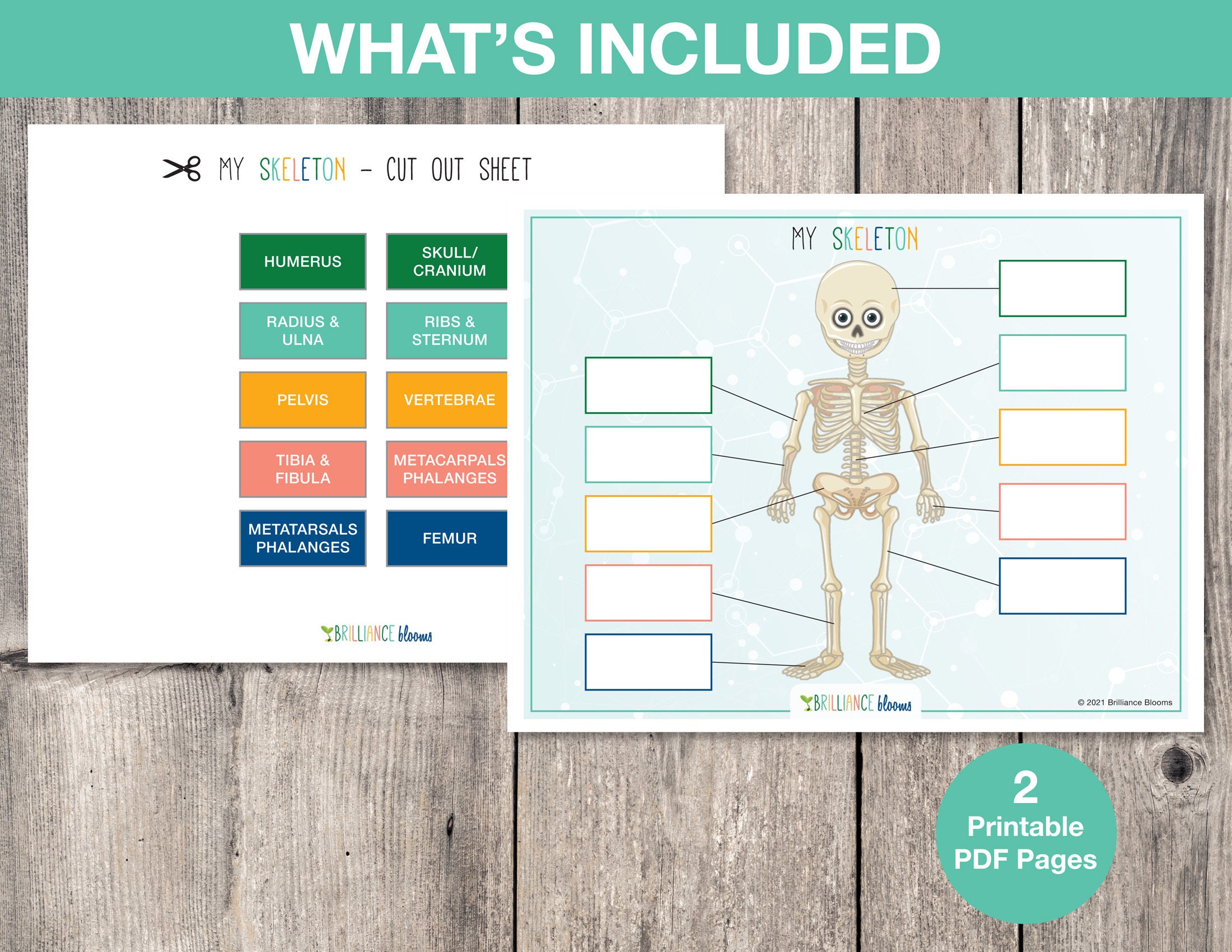 Printable Human Skeleton, Skeleton Anatomy, Science Activity, About My ...