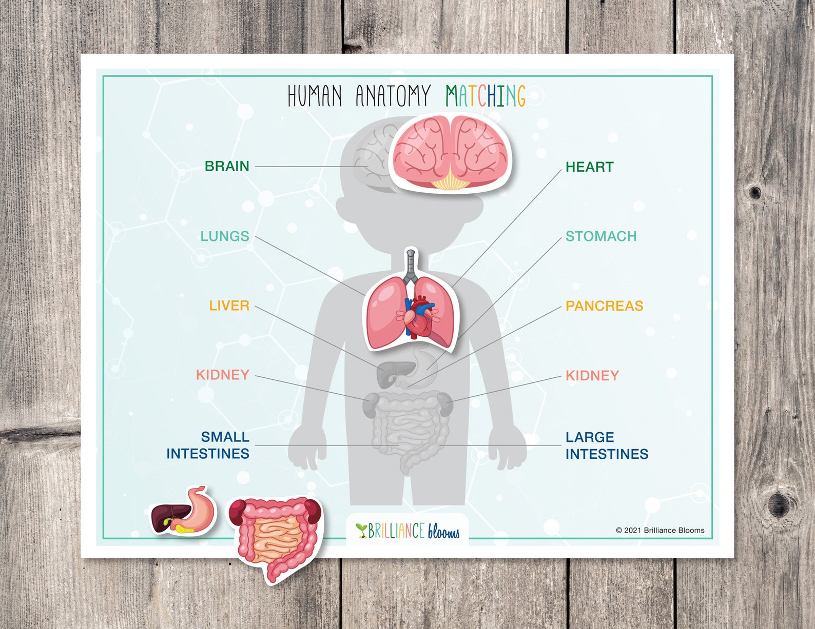 Printable Human Anatomy, Anatomy Busy Book, Science Activity, About My ...