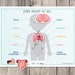 Printable Human Anatomy, Anatomy Busy Book, Science Activity, About My ...