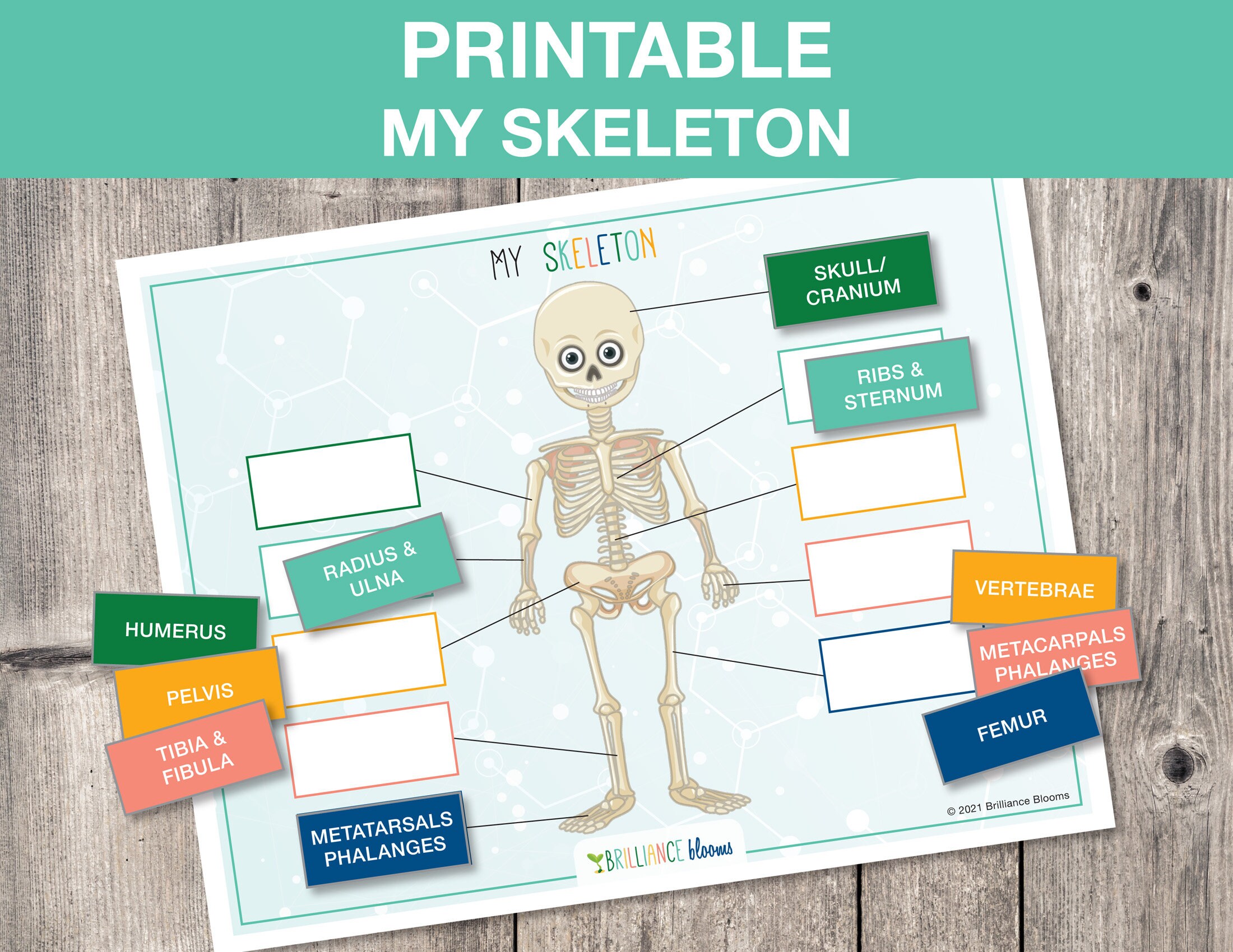 Printable Human Skeleton, Skeleton Anatomy, Science Activity, About My ...