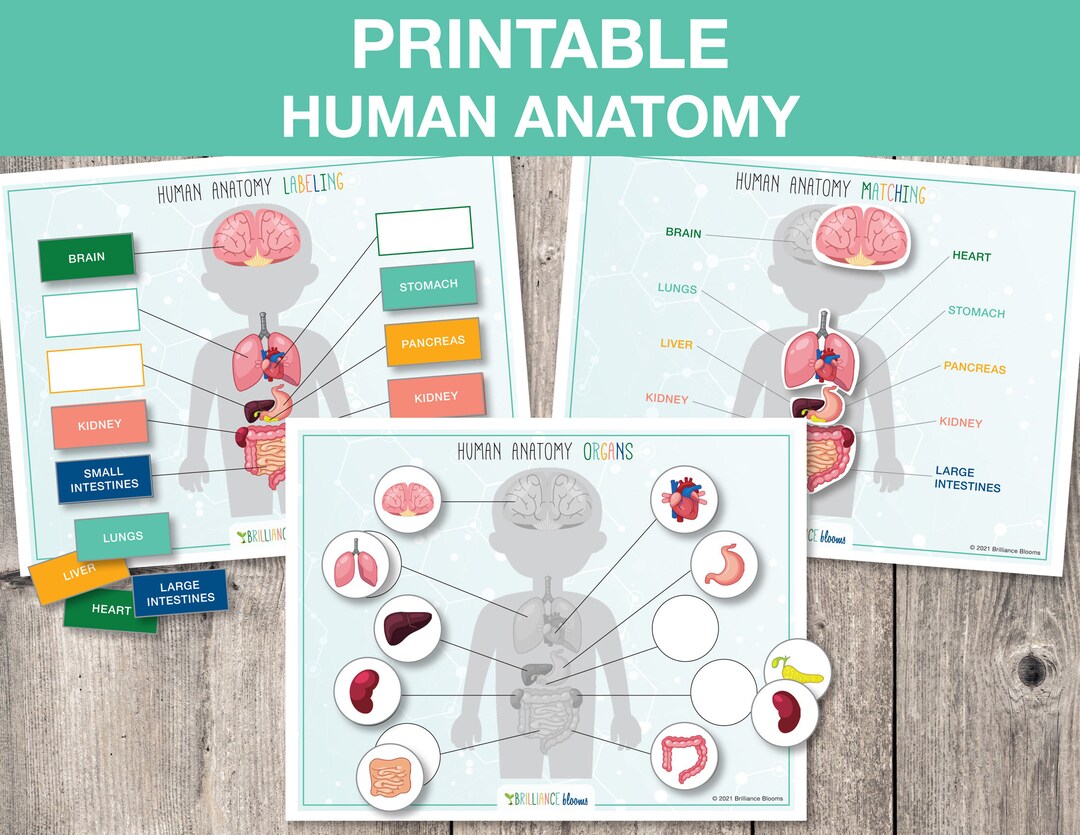 Printable Human Anatomy Anatomy Busy Book Science Activity - Etsy