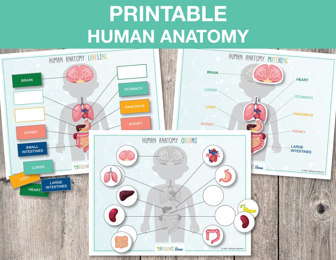 Printable Human Anatomy Anatomy Busy Book Science Activity - Etsy