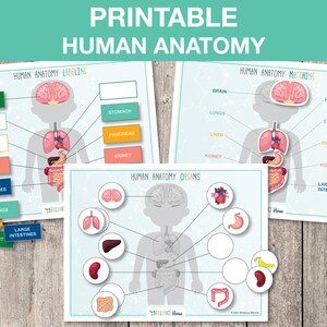 Printable Human Anatomy Anatomy Busy Book Science Activity - Etsy