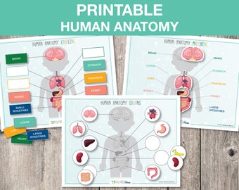 Printable My Body Busy Book Human Anatomy Science Activity | Etsy