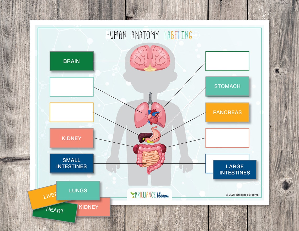 Printable Human Anatomy, Anatomy Busy Book, Science Activity, About My ...