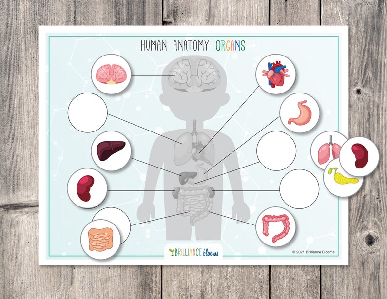 Printable My Body Busy Book Human Anatomy Science Activity - Etsy