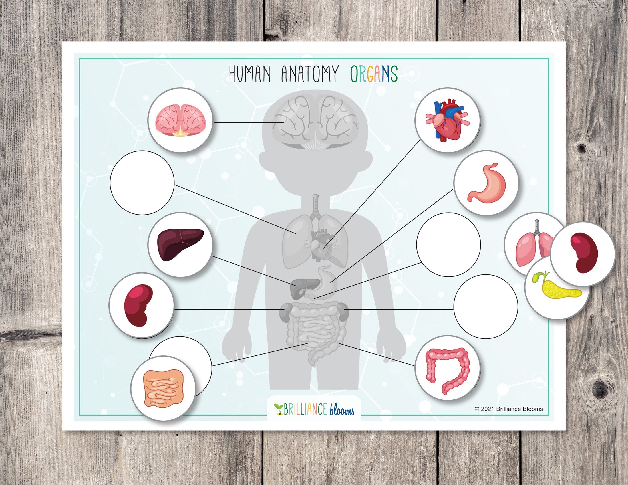 Printable My Body Busy Book Human Anatomy Science Activity - Etsy