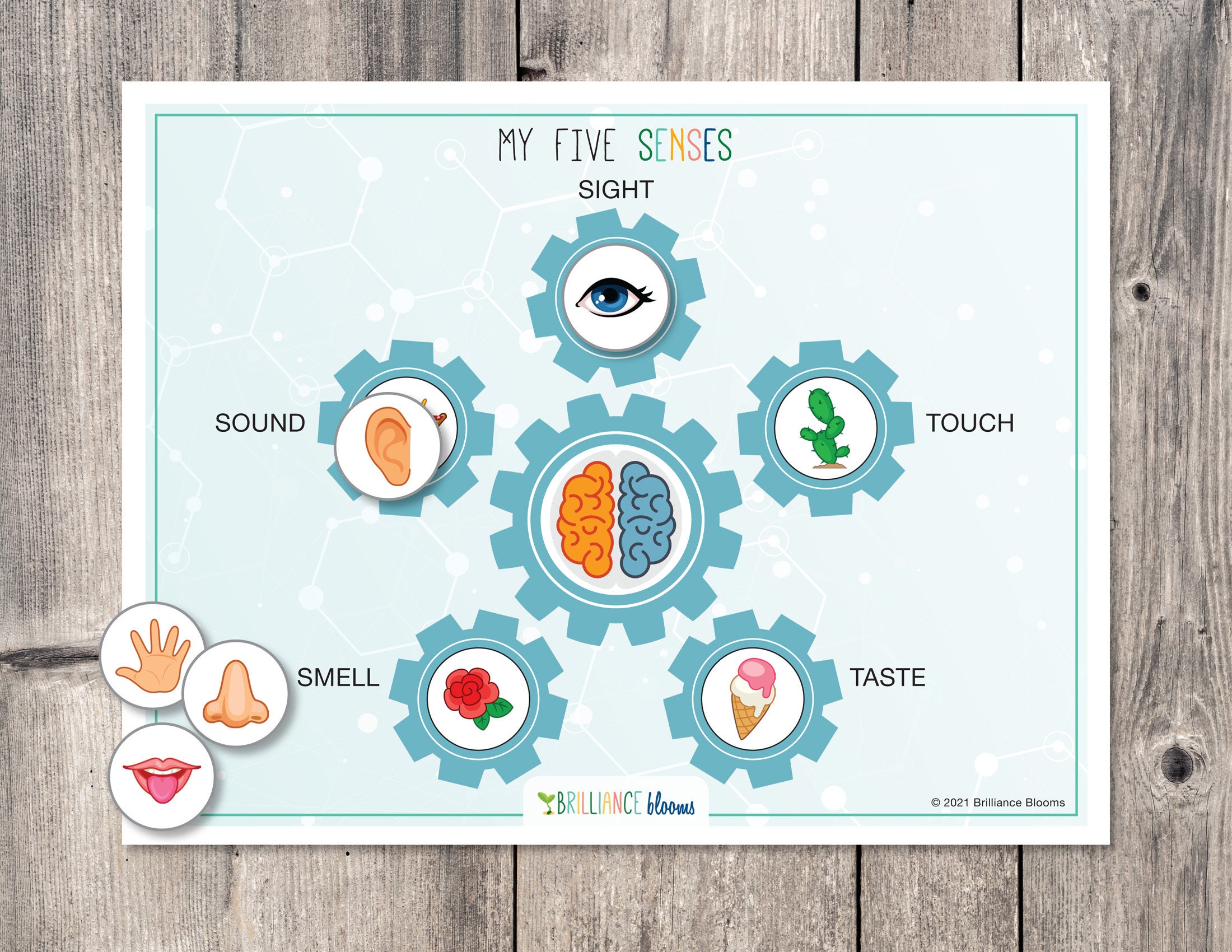 Printable Five Senses Activity, Five Senses Sorting, Toddler Busy Book ...