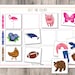 Printable Color Matching Activity, Color Sorting Activity, Preschool ...