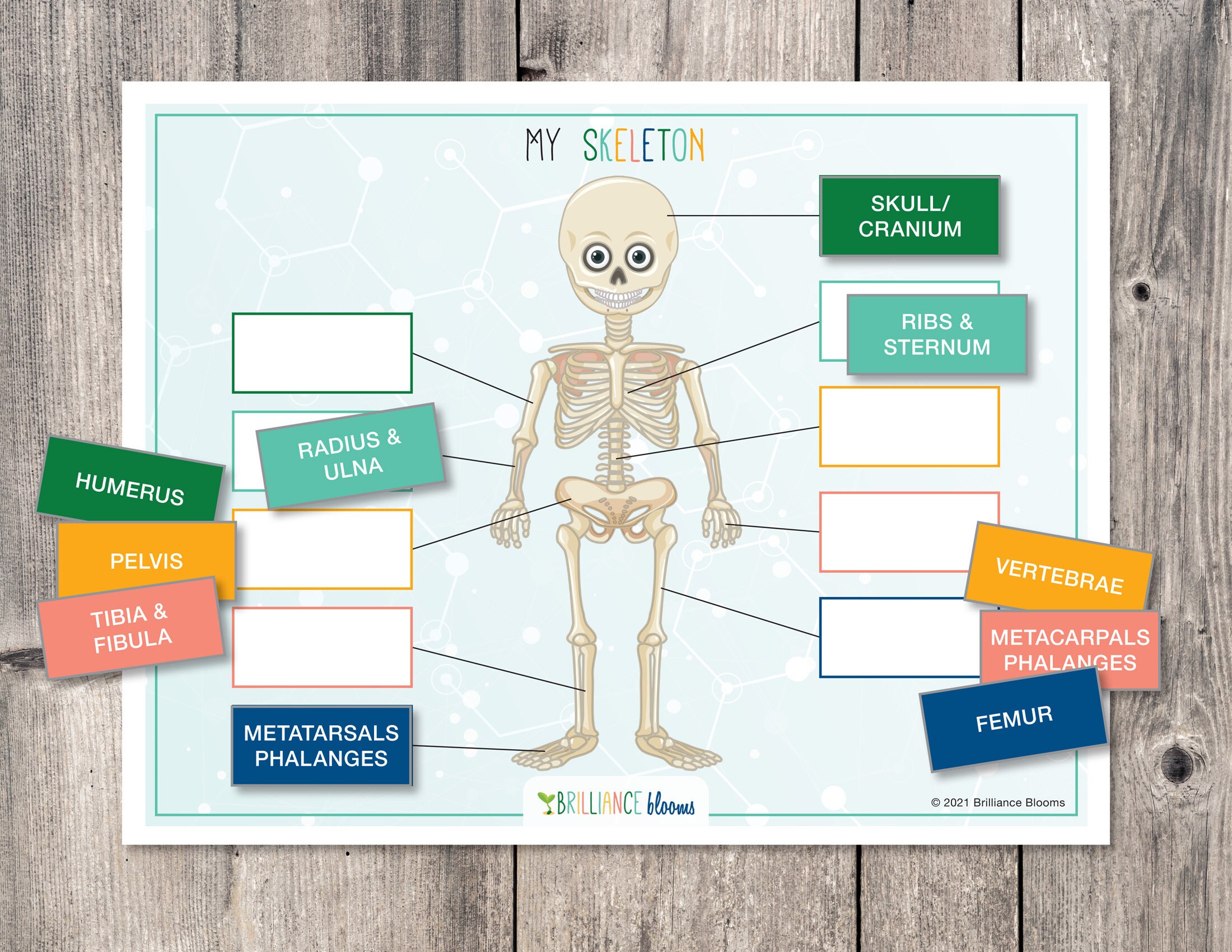 Printable My Body Busy Book Human Anatomy Science Activity - Etsy