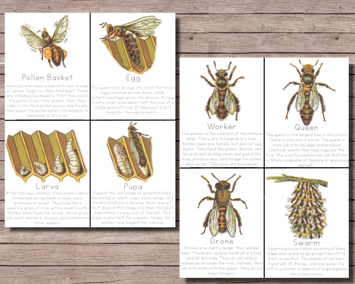 Honey Bee Spring Educational Printable Bundle, Nature School Activities ...
