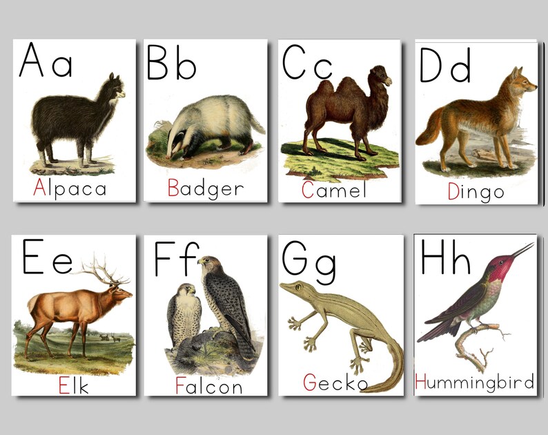 Animal Alphabet Flashcard Printable Vintage Botanical Flash Cards ...
